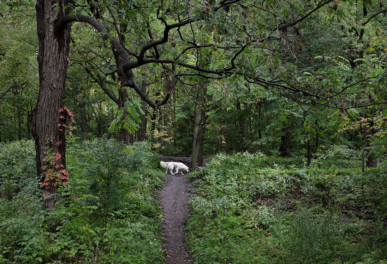 Mount Royal: Adam Caruso | News | Caruso St John Architects